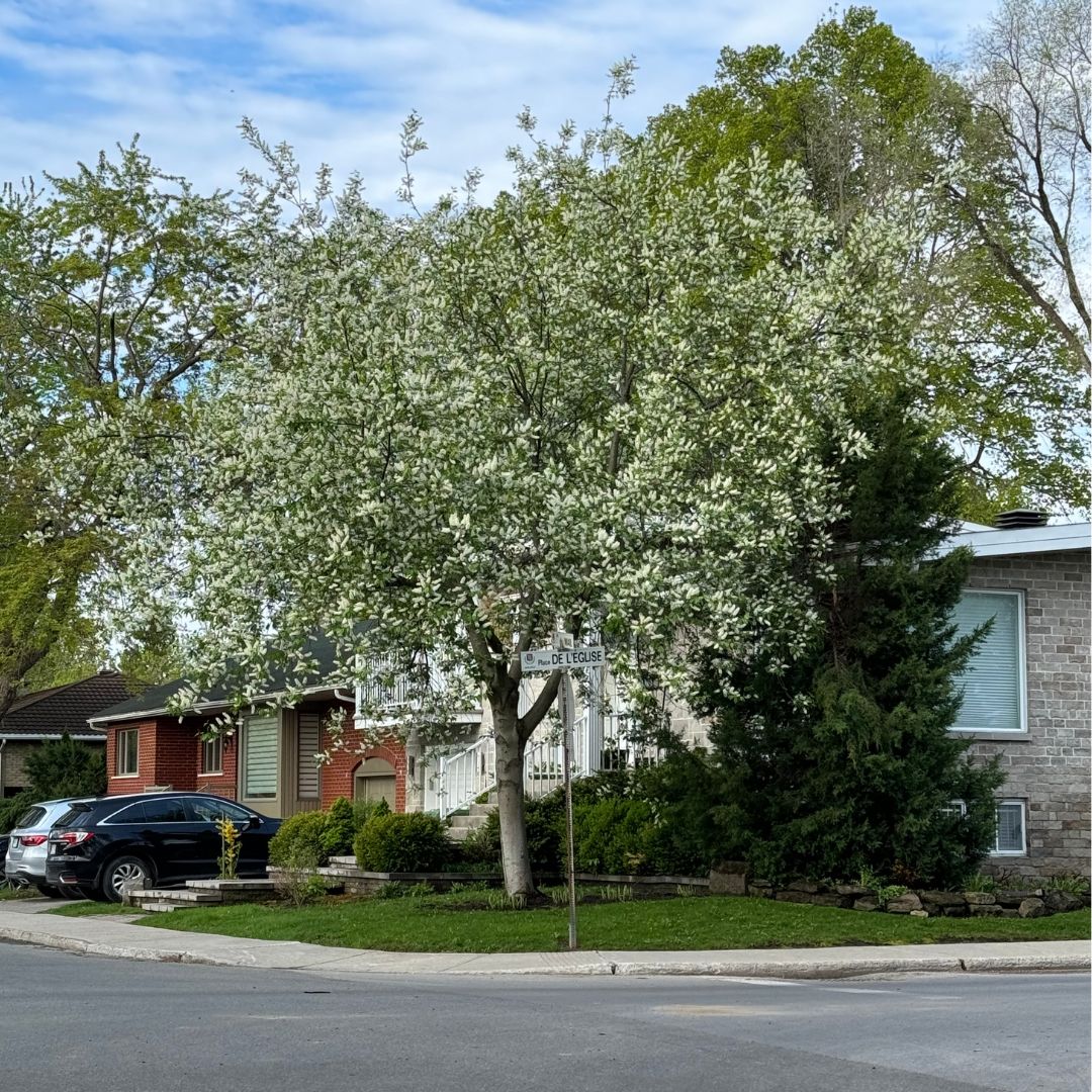 Découvrir le quartier d'Anjou de la ville de Montréal - by melm